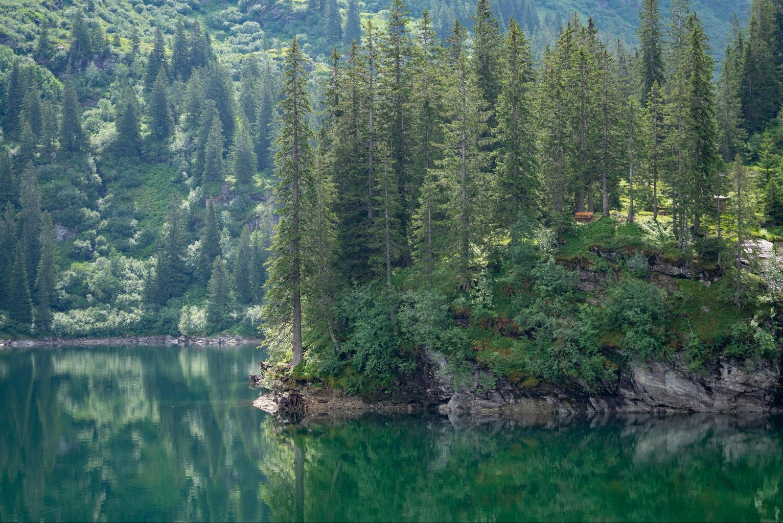 Top 7 copaci cu frunze mereu verzi pentru grădini spectaculoase ...